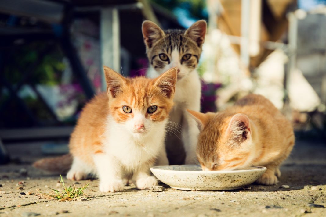 Colonie feline: ecco quali sono le regole più importanti da conoscere ...